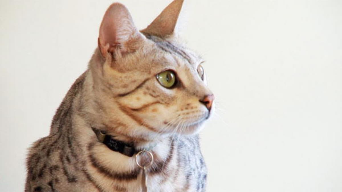 What Happened to Mufasa? - My Cat From Hell | Animal Planet