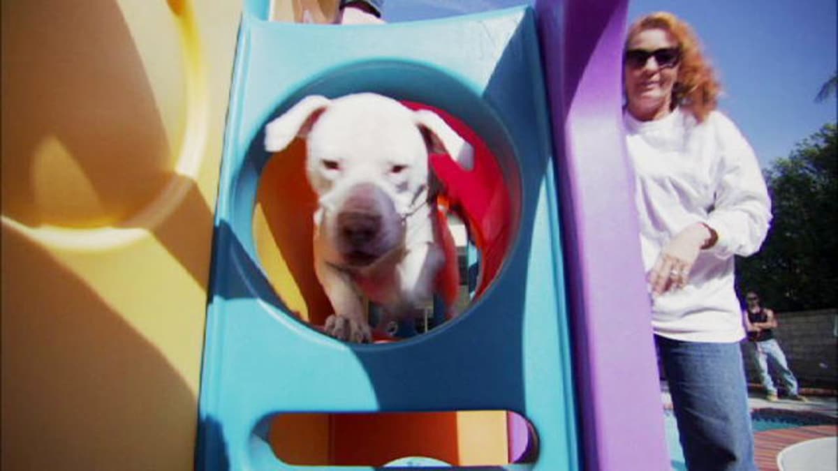 Weezy Gets Adopted - Pit Bulls & Parolees | Animal Planet