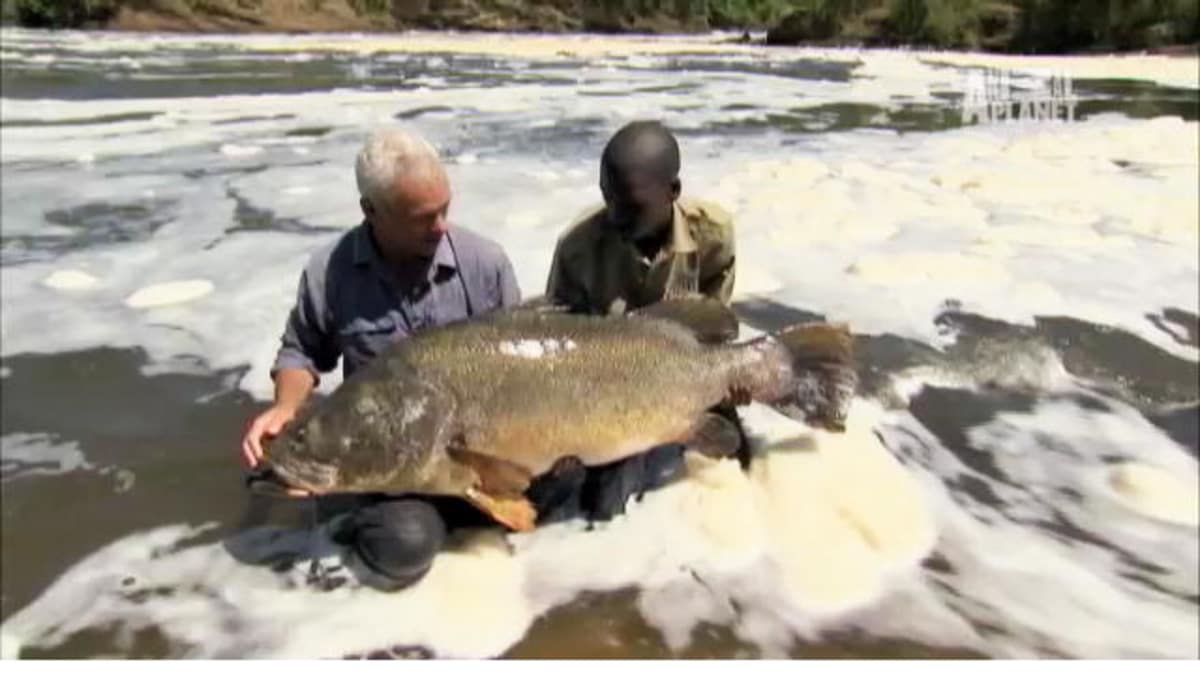 Landing a Nile Perch - River Monsters | Animal Planet