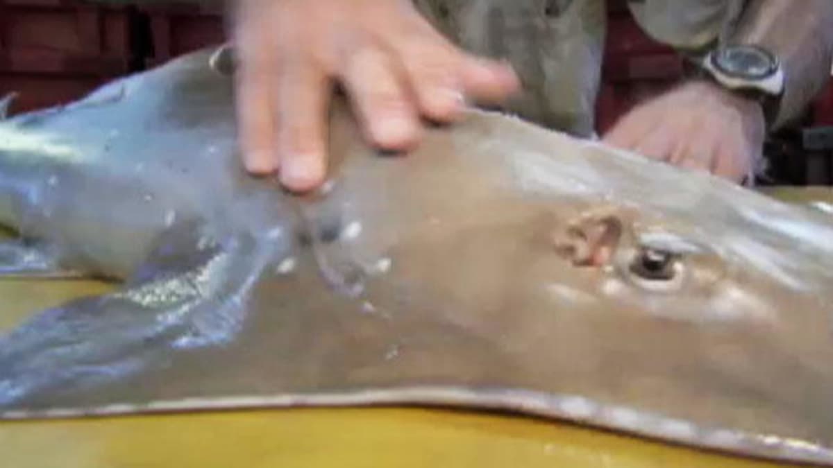 The Evolution of Stingrays - River Monsters | Animal Planet