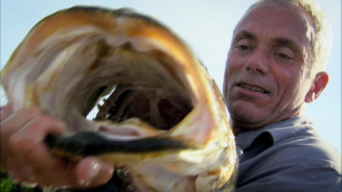 Hungry Nile Perch - River Monsters | Animal Planet