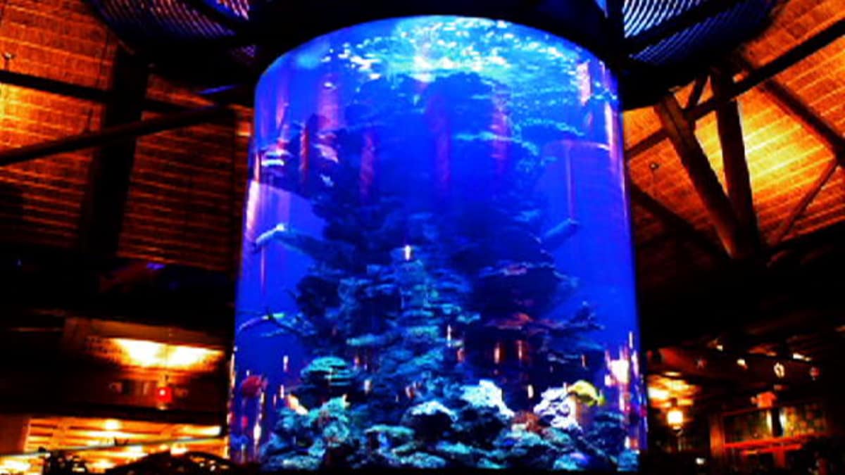 Meet the Tanked Family - Tanked | Animal Planet