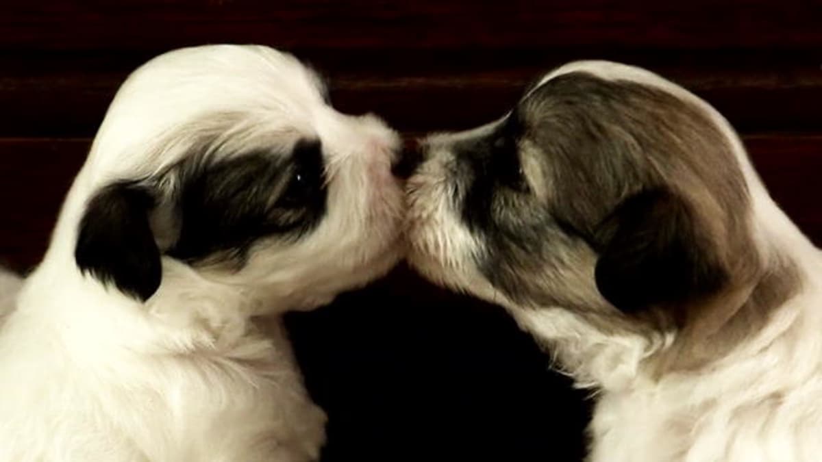 Too Cute Returns Oct. 13! - Too Cute! | Animal Planet