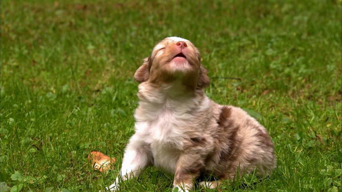 Aussie Pups' First Venture Outside - Too Cute! | Animal Planet