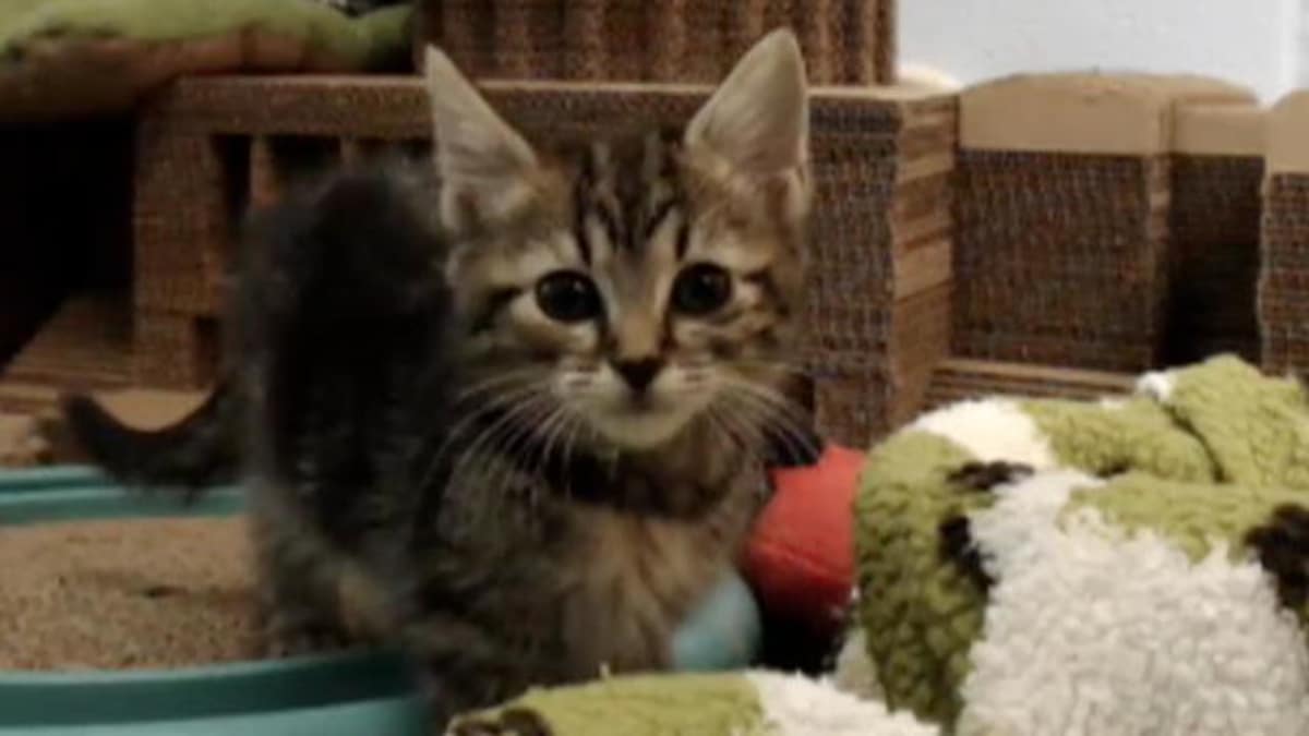 Kitten Cam: Symphony of Kittens - Too Cute! | Animal Planet