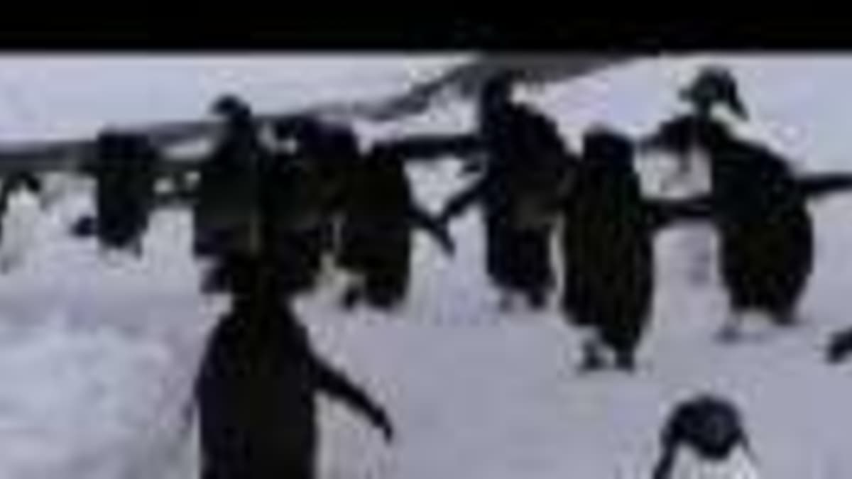 Aggressive Penguins? - Wild Kingdom | Animal Planet