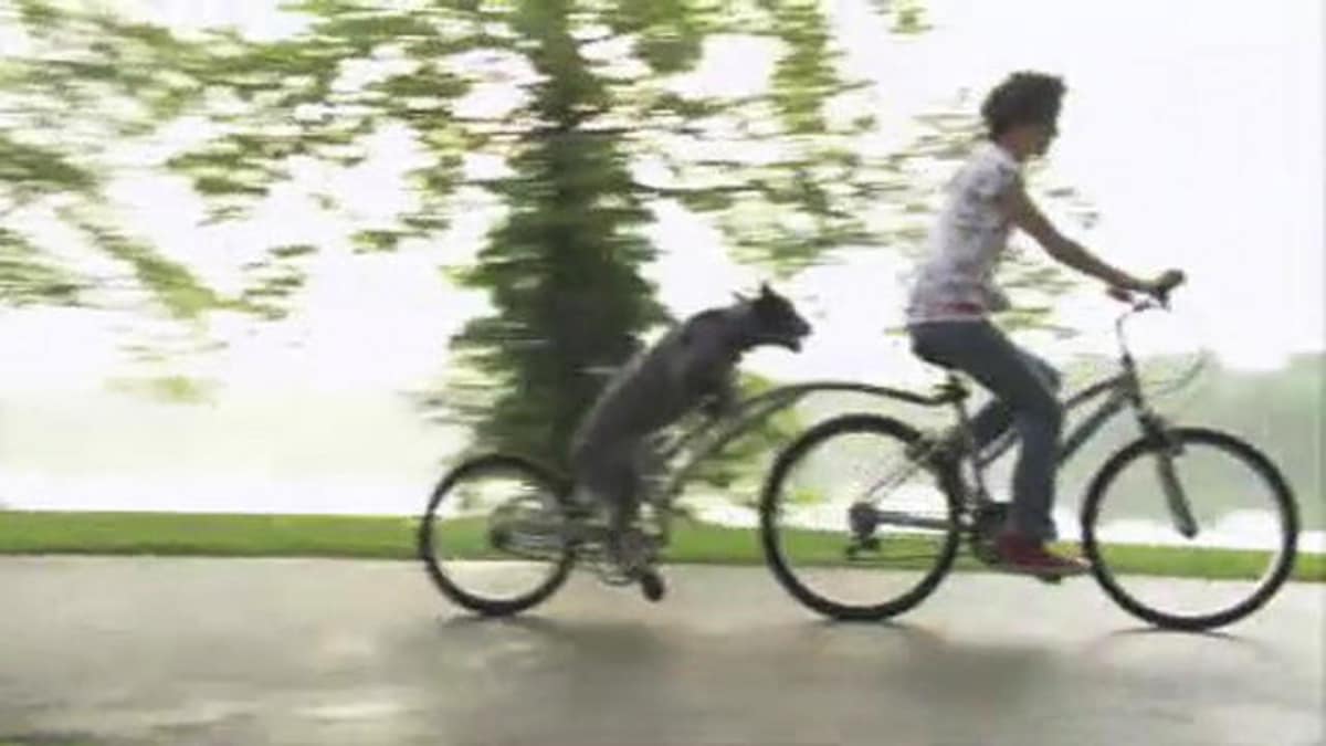 Pedal With Your Dog on A Bicycle Made for Two - SuperFetch | Animal Planet