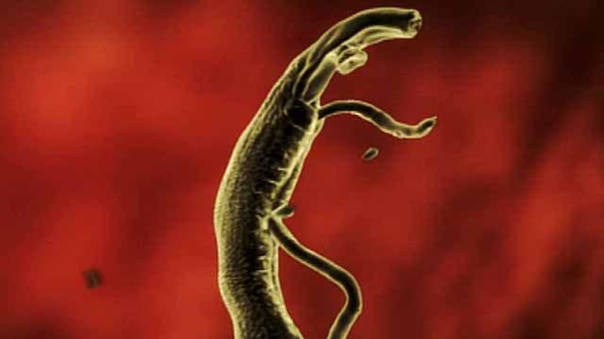 Cryptosporidium Outbreak - Monsters Inside Me | Animal Planet