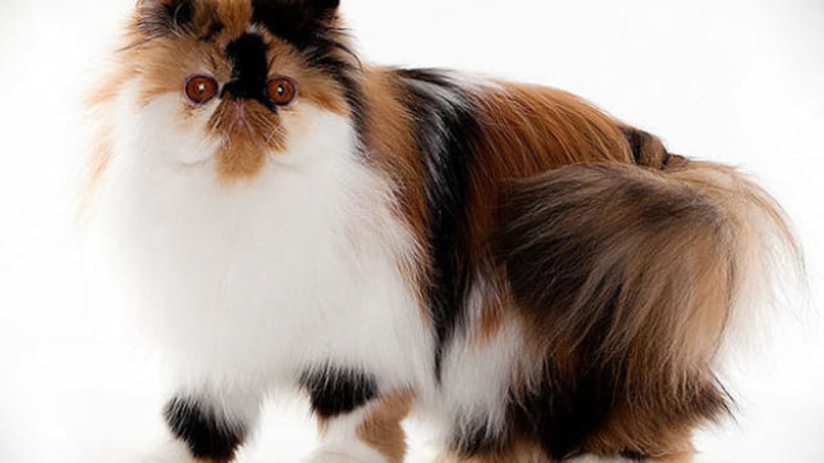 Persian - Cats 101 | Animal Planet