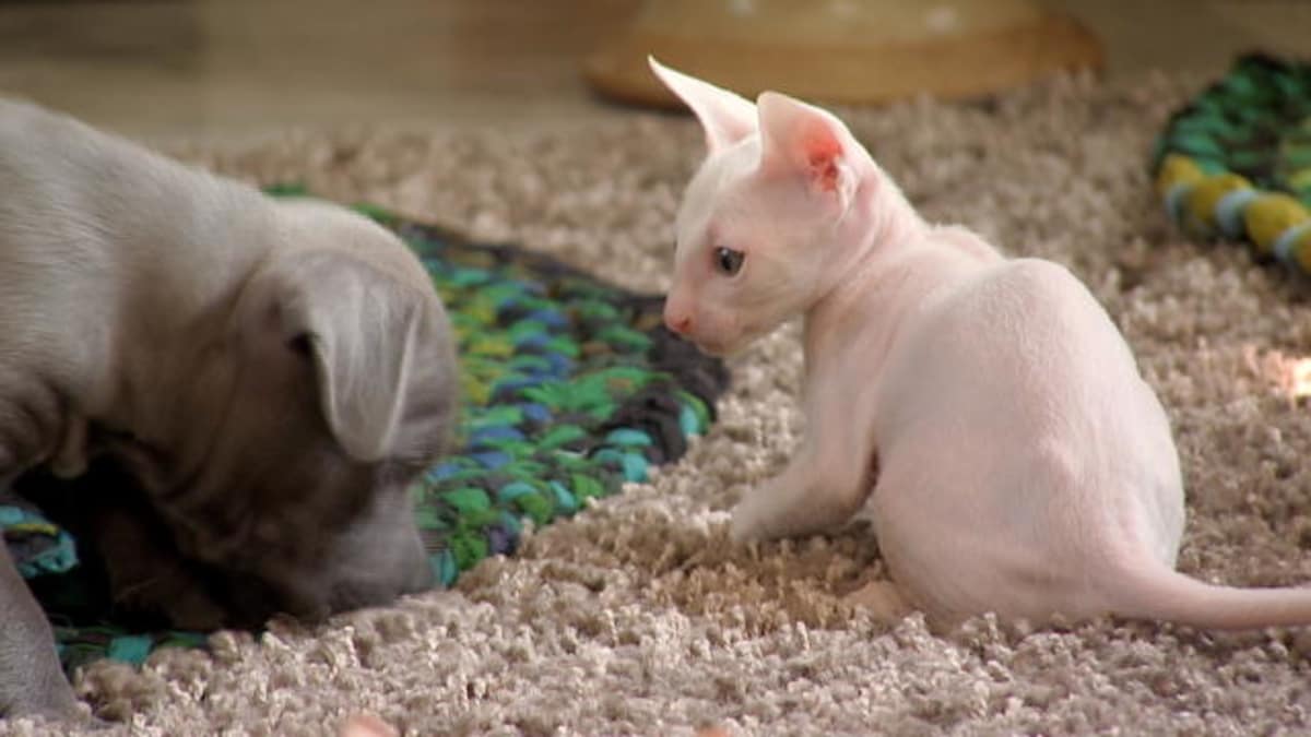 Kitty vs. Pit Bull - Too Cute! | Animal Planet