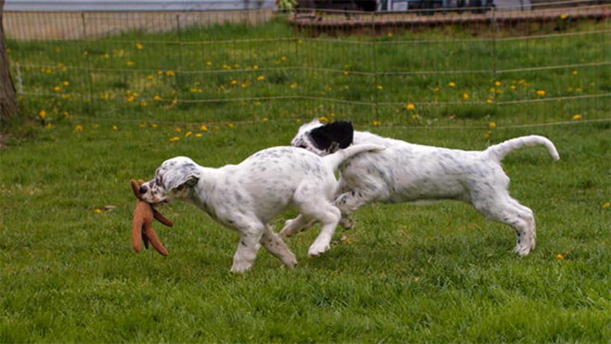 English Setter Field Tests - Too Cute! | Animal Planet