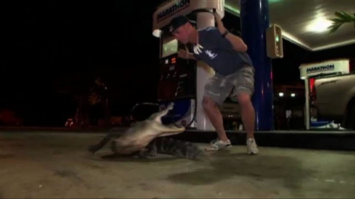 Be Wary of Gators at Gas Stations - Gator Boys | Animal Planet