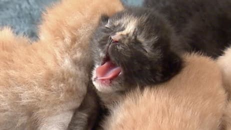 Too Cute Returns Oct. 13! - Too Cute! | Animal Planet