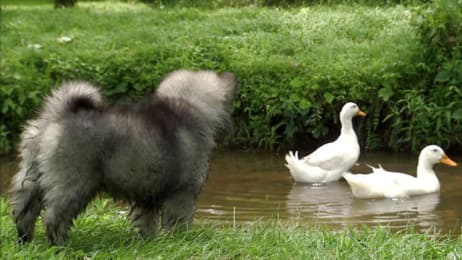 Tiny Great Danes - Too Cute! | Animal Planet