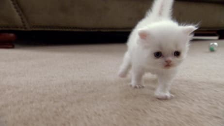 Tiny Great Danes - Too Cute! | Animal Planet