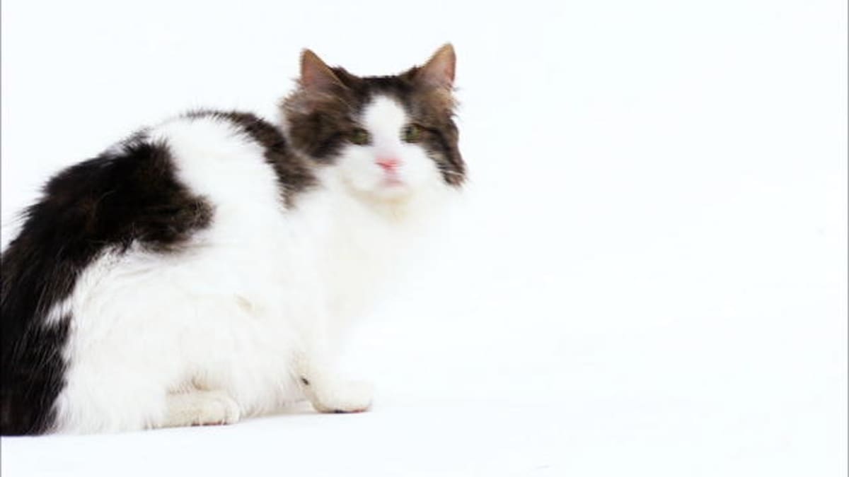 Norweigan Forest Cat - Cats 101 | Animal Planet