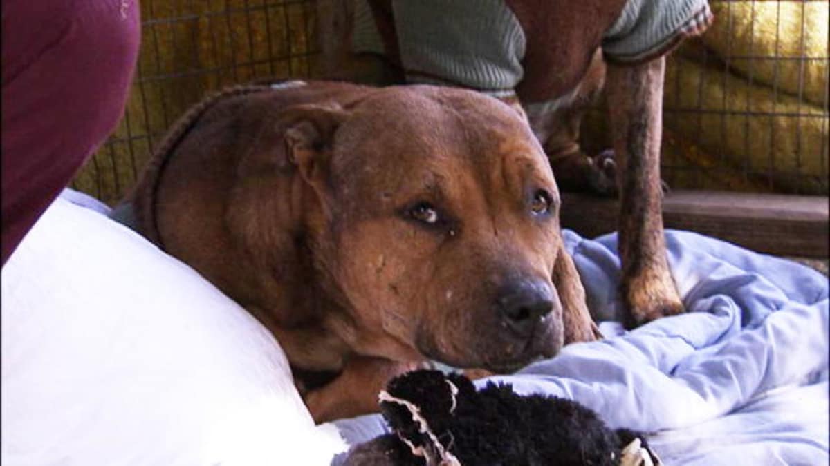 Pits and Porcupines - Pit Bulls & Parolees | Animal Planet