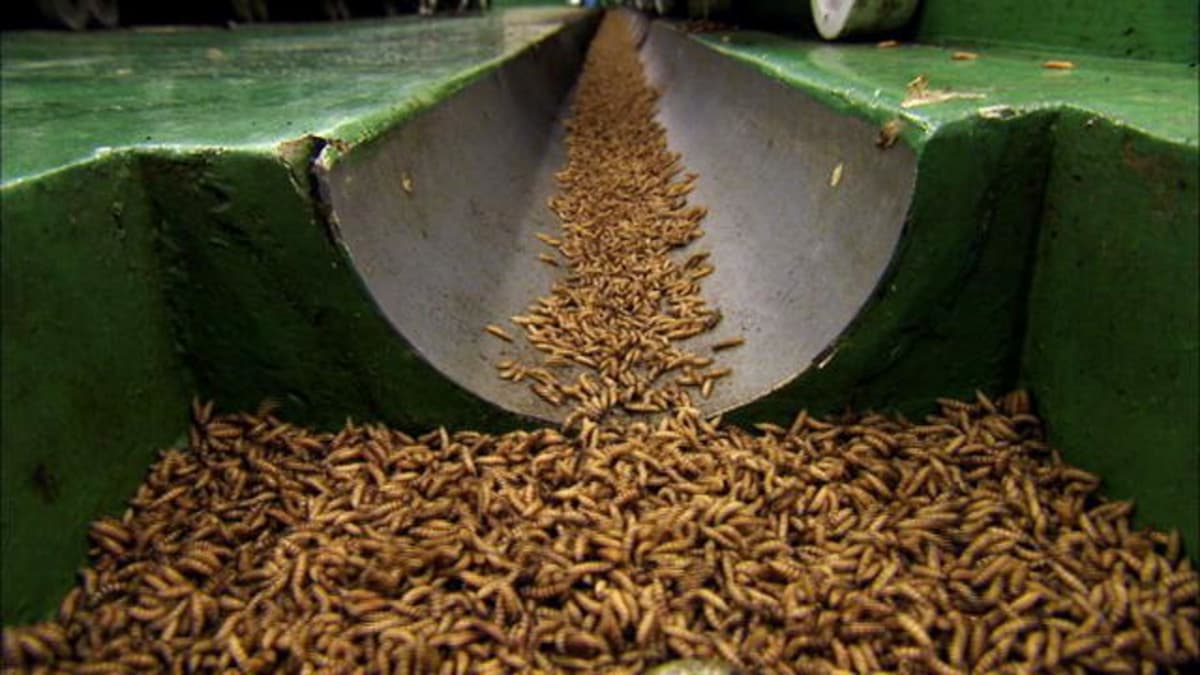 Screwworms Devour Flesh - Monsters Inside Me | Animal Planet