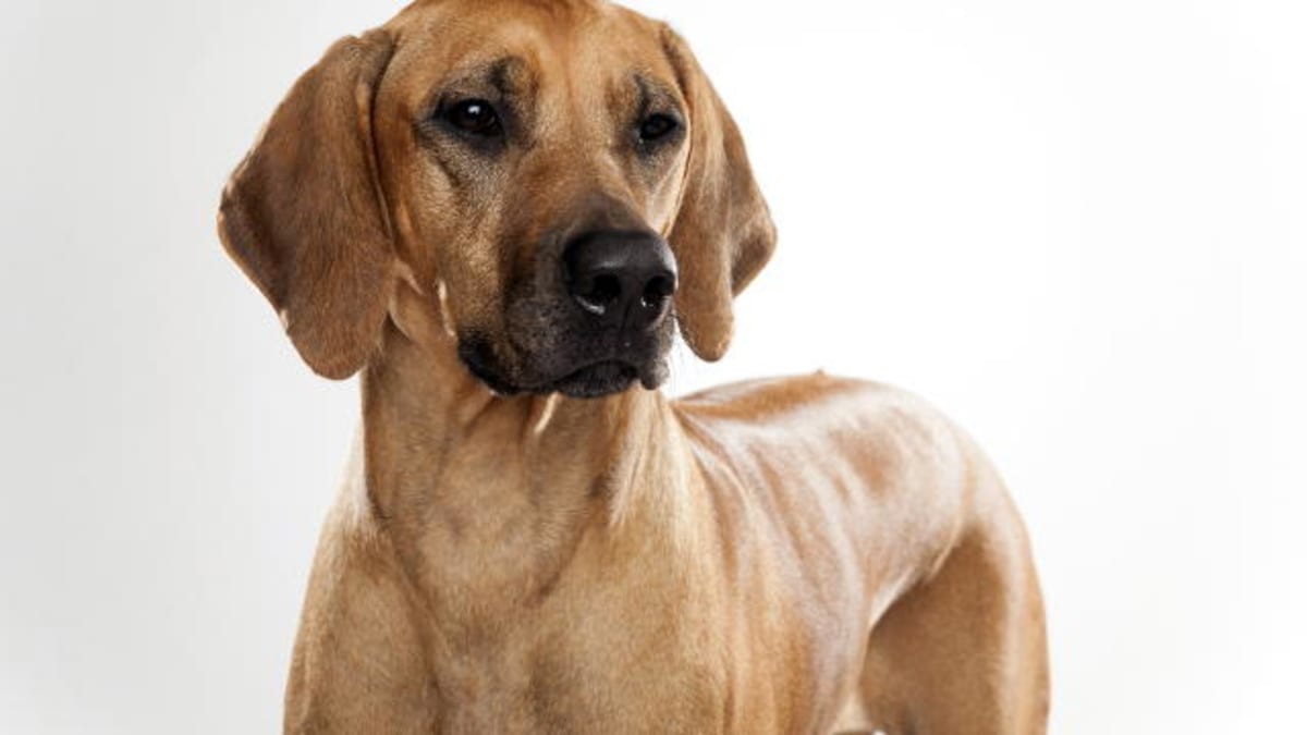 Rhodesian Ridgeback Animal Planet