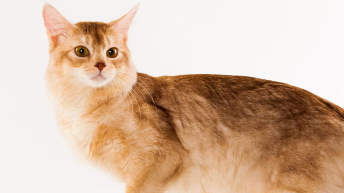 Cats Gone Wild - Cats 101 | Animal Planet