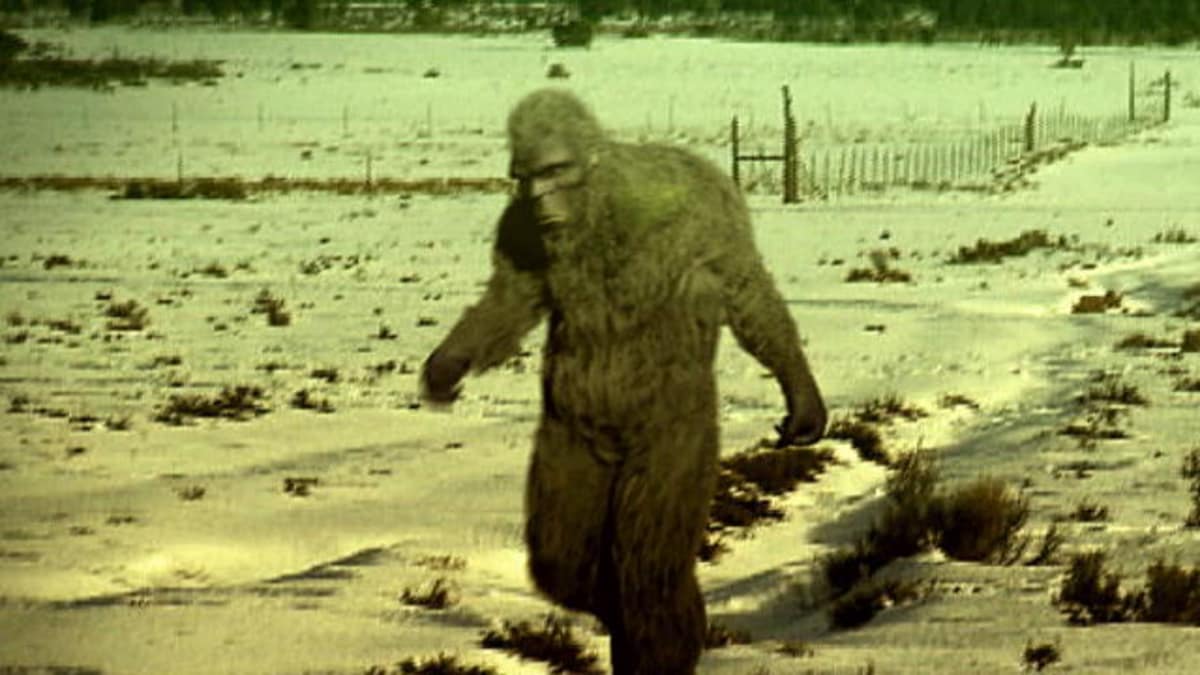 Finding Bigfoot