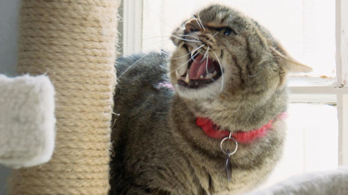 An Insane Asylum for Cats - My Cat From Hell | Animal Planet