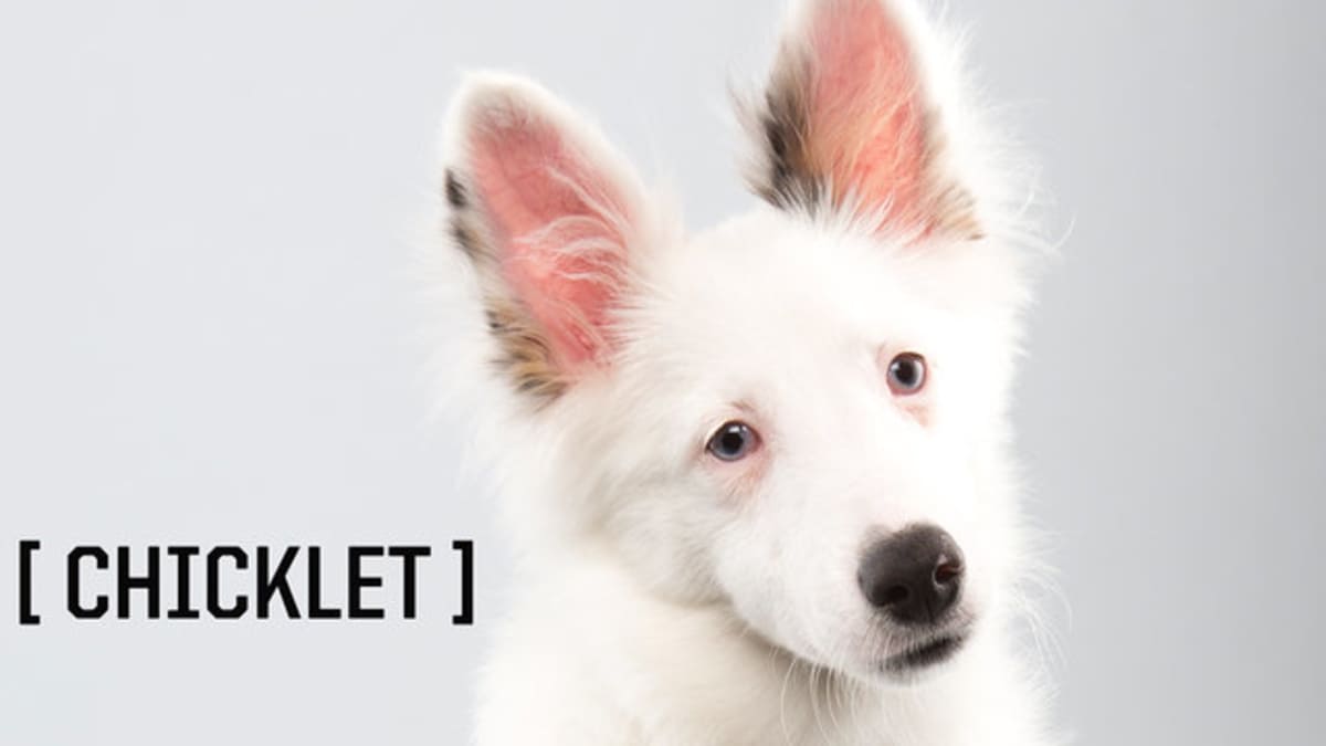 Chicklet - Puppy Bowl | Animal Planet