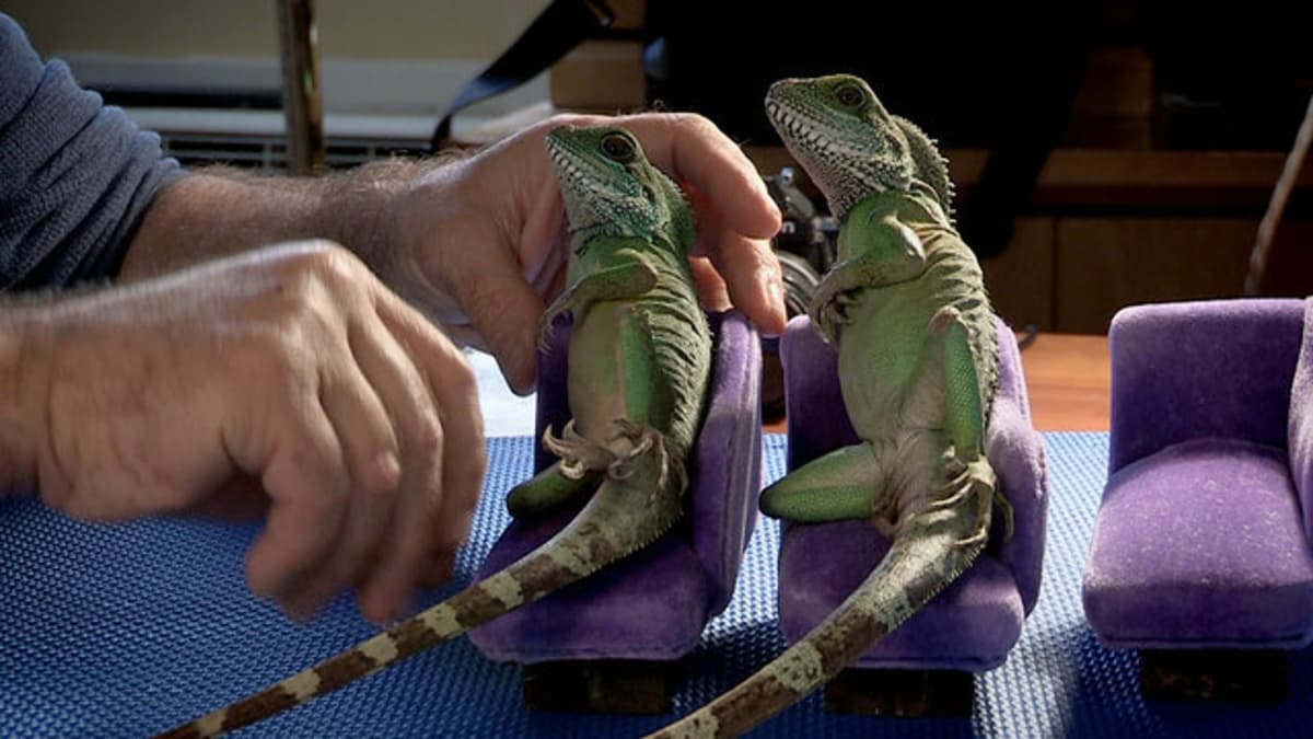 Henry Lizardlover Loves Lizards -- Yes, That's His Name - Preposterous ...