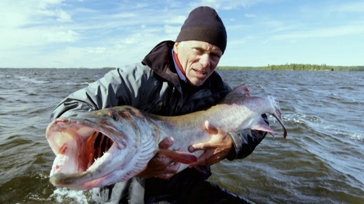 Canadian Horror - How to Catch a Muskie - River Monsters | Animal Planet