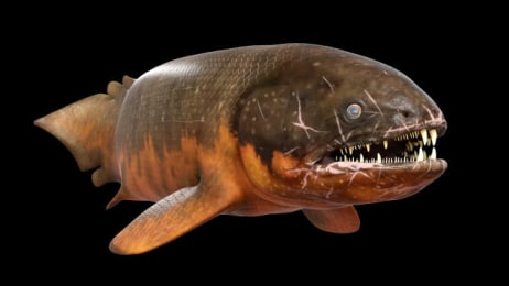 Giant Vundu Caught Under Dam - River Monsters | Animal Planet