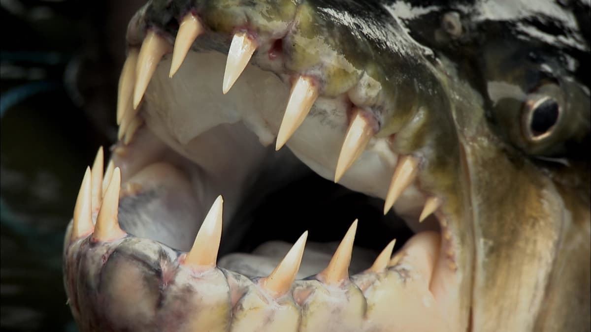 Legendary River Predators Up Close and Personal - River Monsters ...