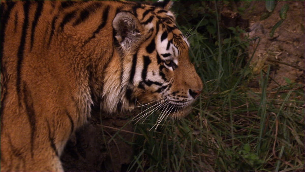 Serial Killer Tiger At Large, Terrorizing Northern India - Monster ...