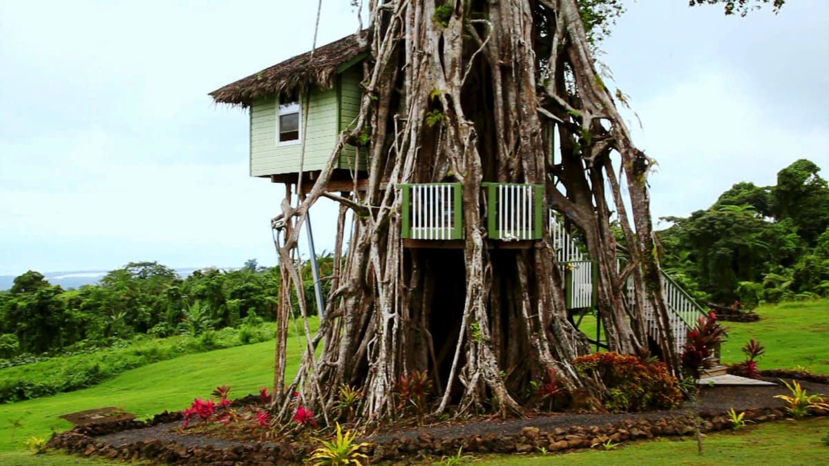 A Banyan Tree Literally Surrounds This Treehouse - Treehouse Masters ...