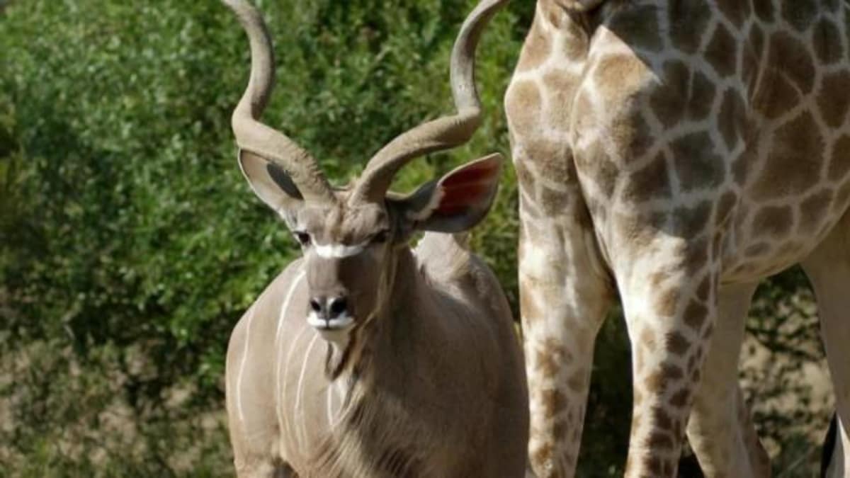 Charles the Kudu and His Giraffe Lady Love - The World’s Oddest Animal ...