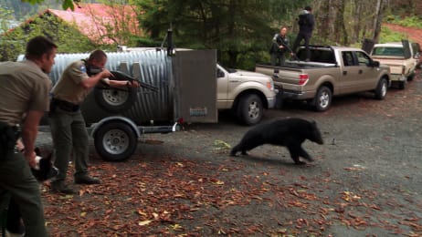 Fish and Wildlife Officers are On the Trail of Bear Poachers ...