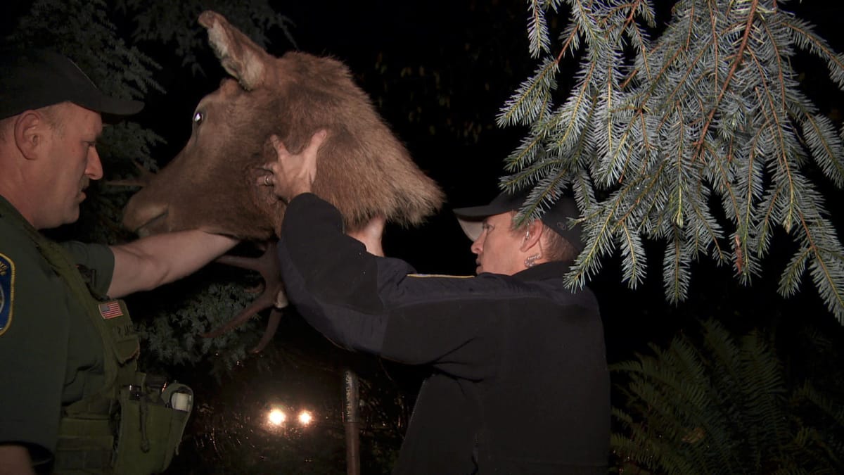 Elk Decoy Assists Officers in Catching Poachers - Northwest Law ...