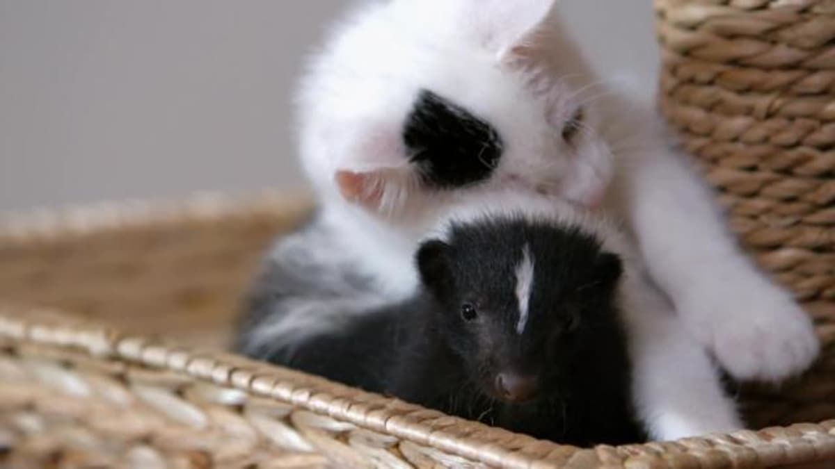 Skunk vs. Kitten De-Cat-Lon: Who Will Out-Cute Who? - Too Cute ...