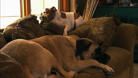 Dogs 101 | Watch Full Episodes & More! - Animal Planet