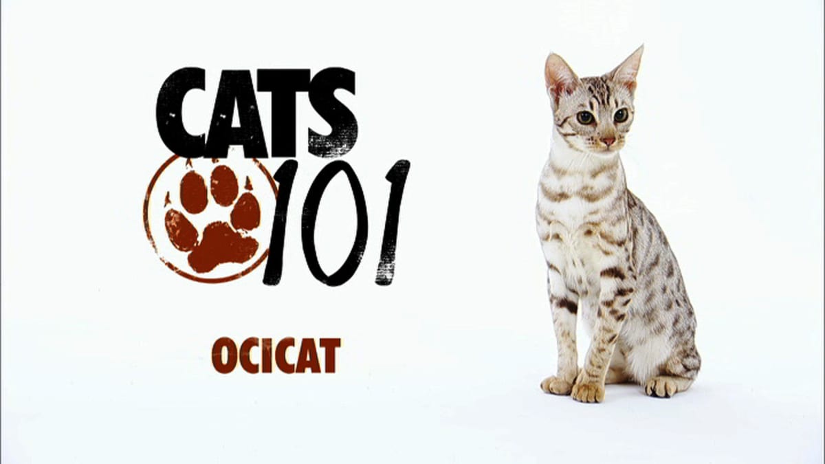 Ocicat - Cats 101 | Animal Planet