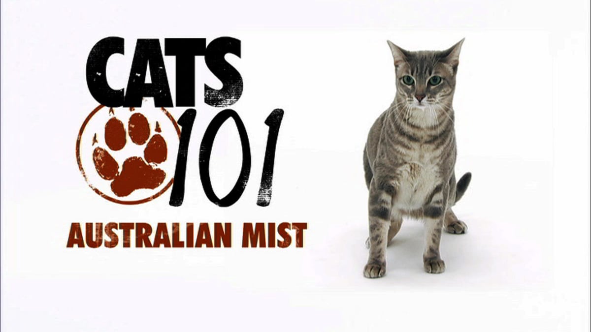 Australian Mist - Cats 101 | Animal Planet