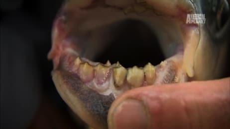 Battling an Arapaima - River Monsters | Animal Planet