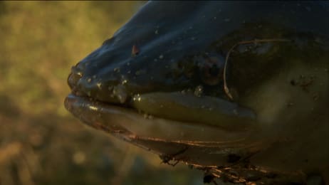 Glamorous Congo Living - River Monsters | Animal Planet