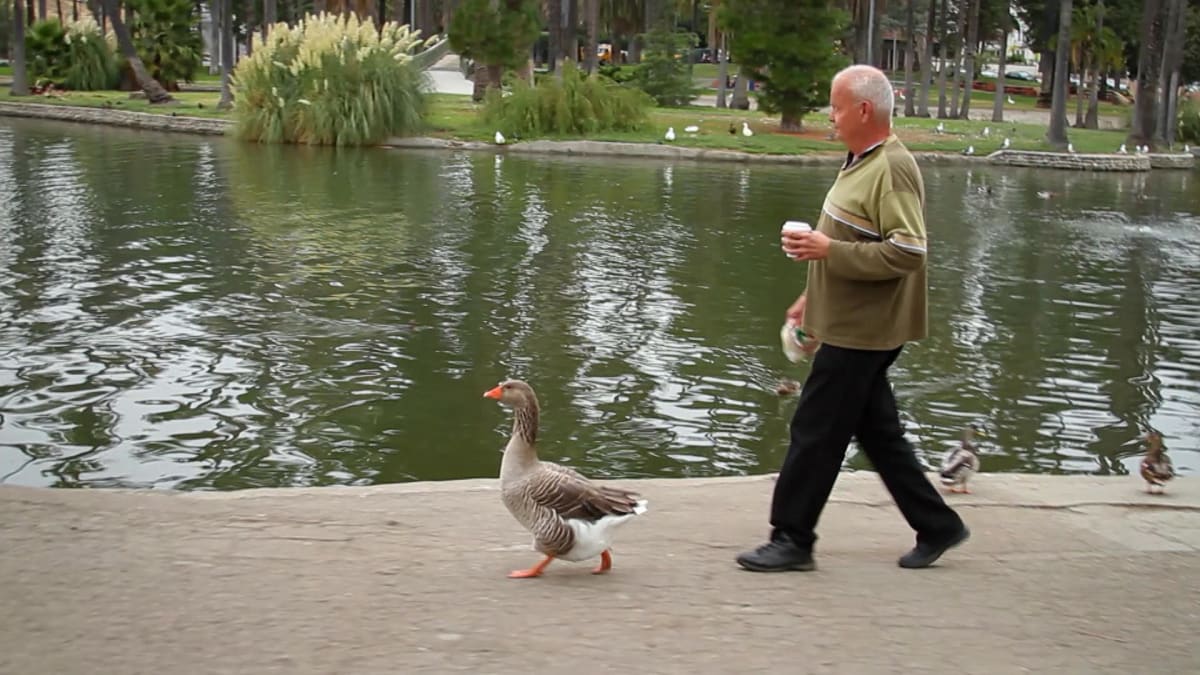 A Man and Goose Fall in Love at the Park - The World’s Oddest Animal ...