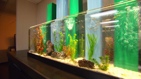 Redfoo's Party Rock Tank - Tanked | Animal Planet