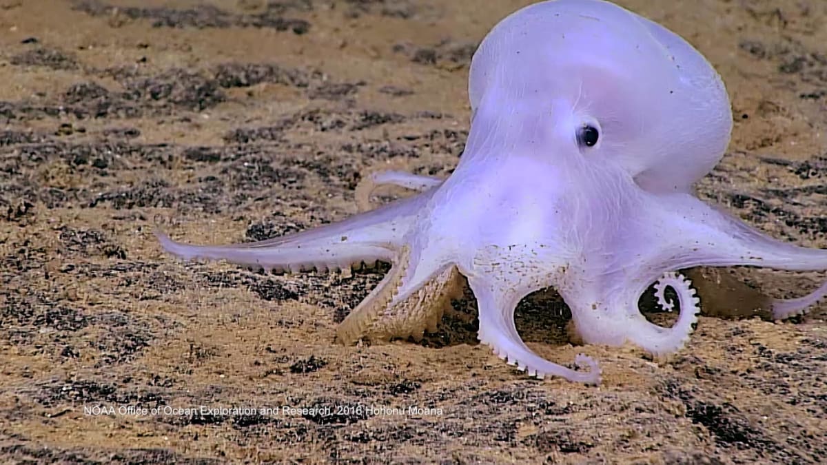 Phantom-Like Octopod Discovered - DNews Daily Bite | Animal Planet