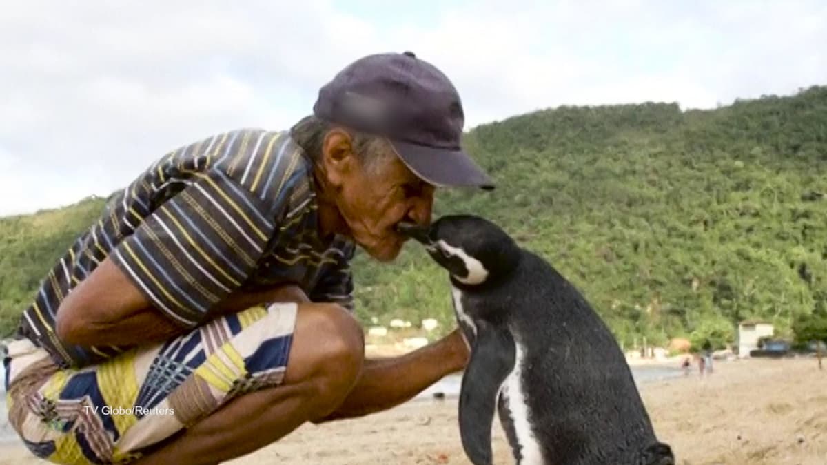 Penguin Returns to Brazilian Best Friend - DNews Daily Bite | Animal Planet