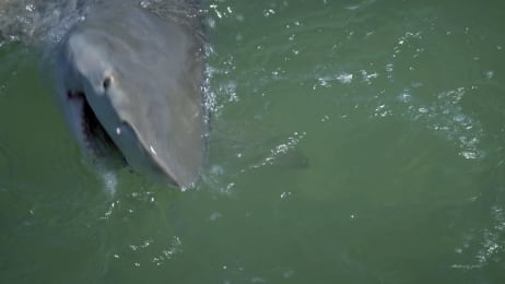 Glamorous Congo Living - River Monsters | Animal Planet