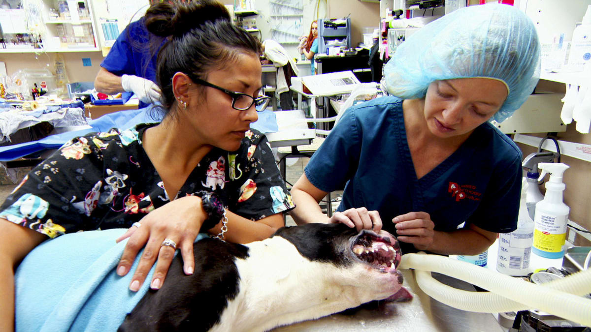 Pit Bull Battles Dangerously High Temperature - Dr. Jeff: Rocky ...