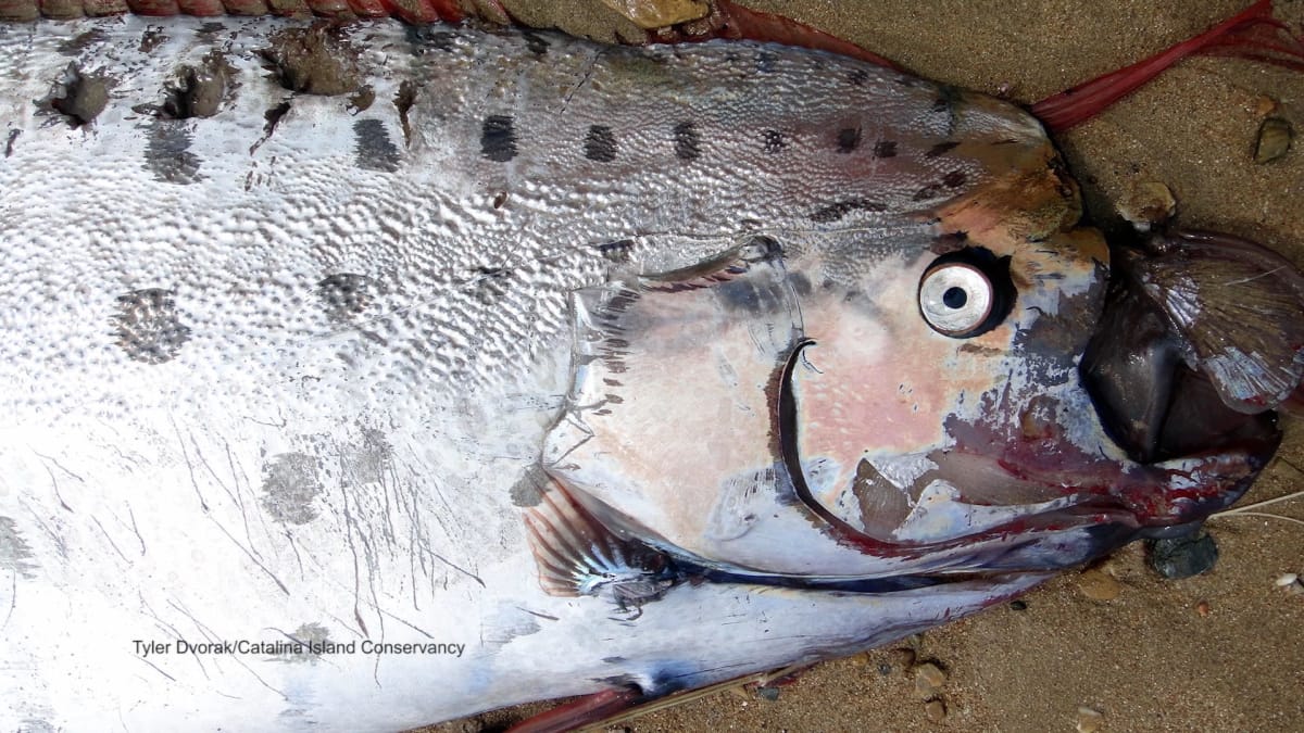 Can This Legendary Fish Predict Earthquakes? - DNews Daily Bite ...