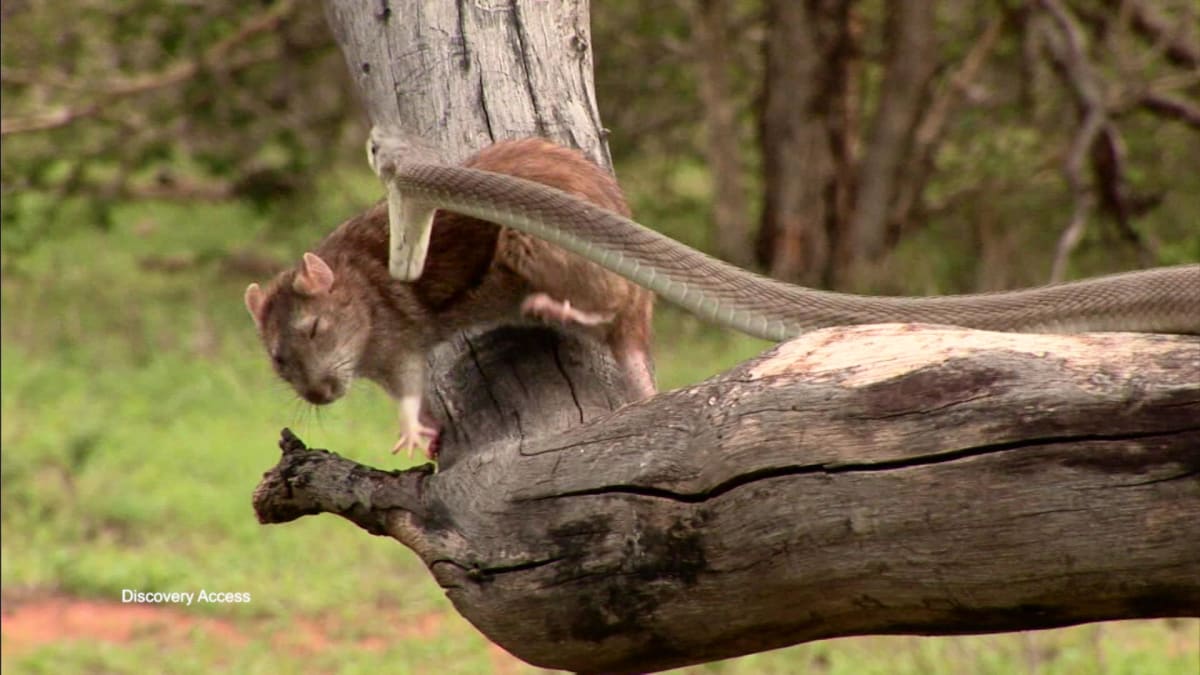 Black Mamba Venom Can Kill Up to 25 Humans - DNews Daily Bite | Animal ...